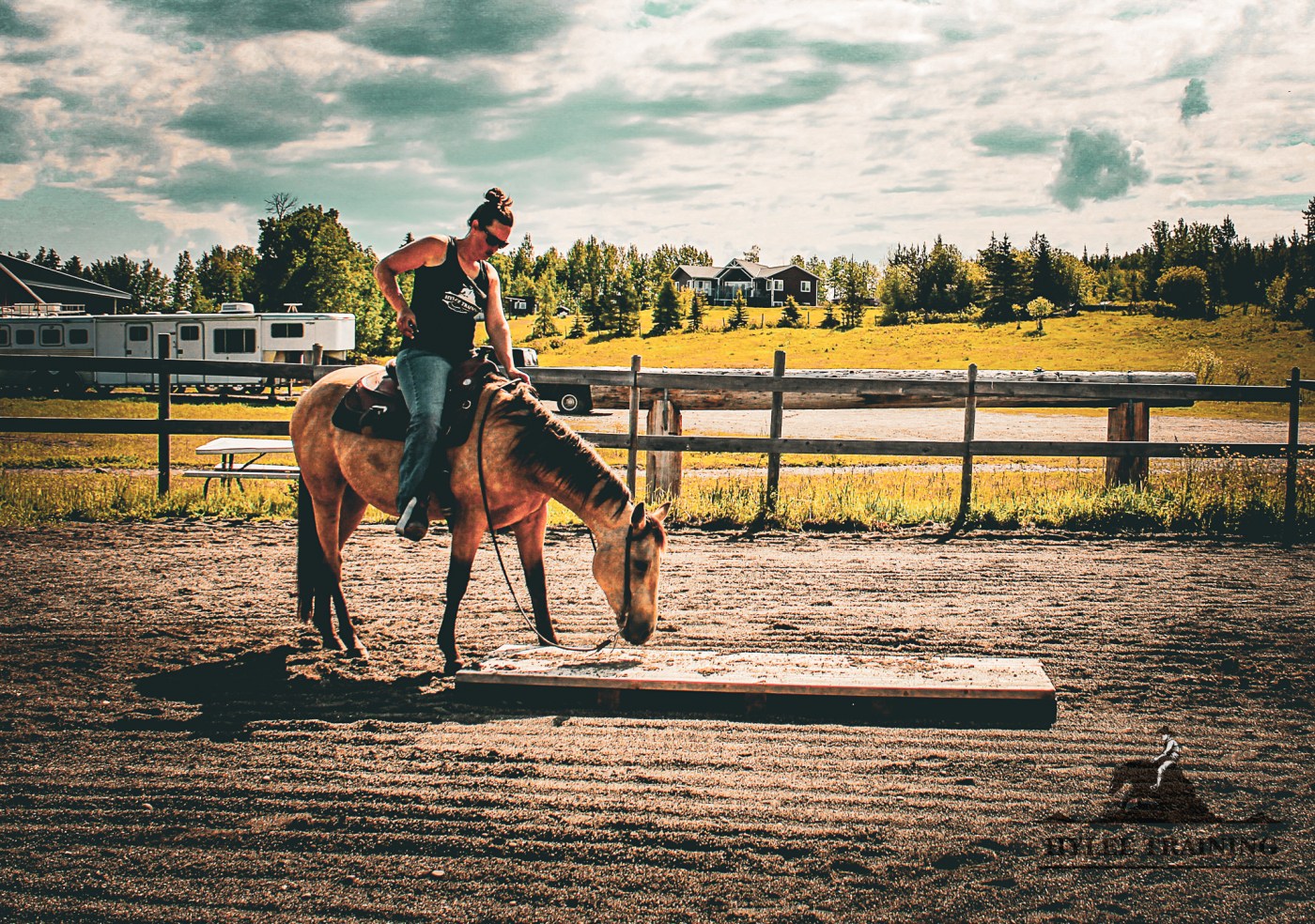Performance Horses for Sale in BC – Hylee Training