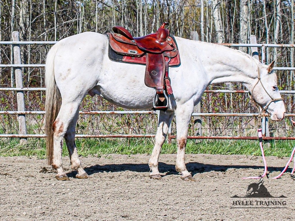 Performance Horses for Sale in BC – HYLEE TRAINING