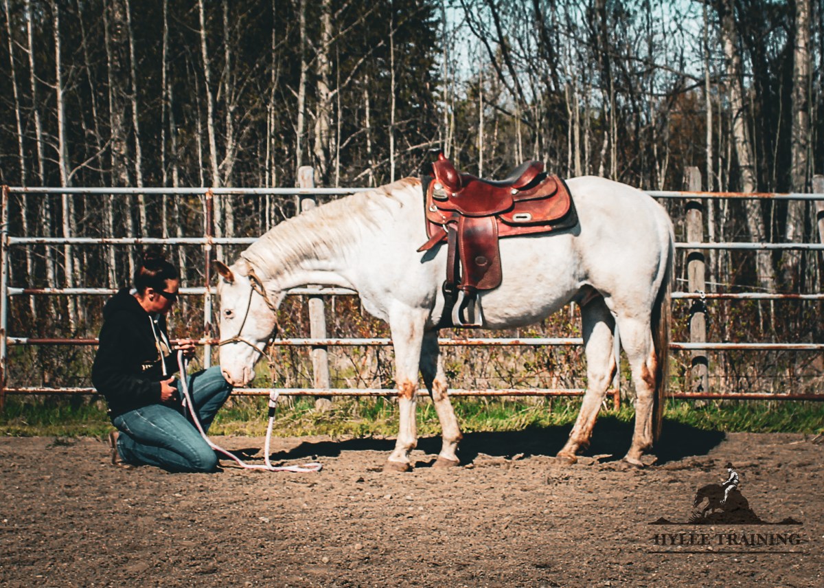 Our Program – HYLEE TRAINING