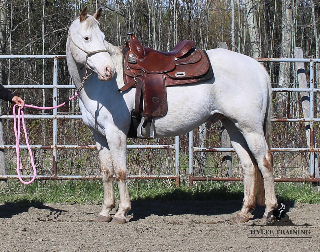 Performance Horses for Sale in BC – HYLEE TRAINING