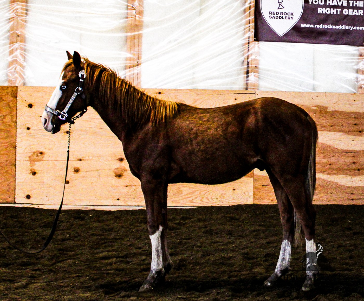 Performance Horses for Sale in BC – Hylee Training