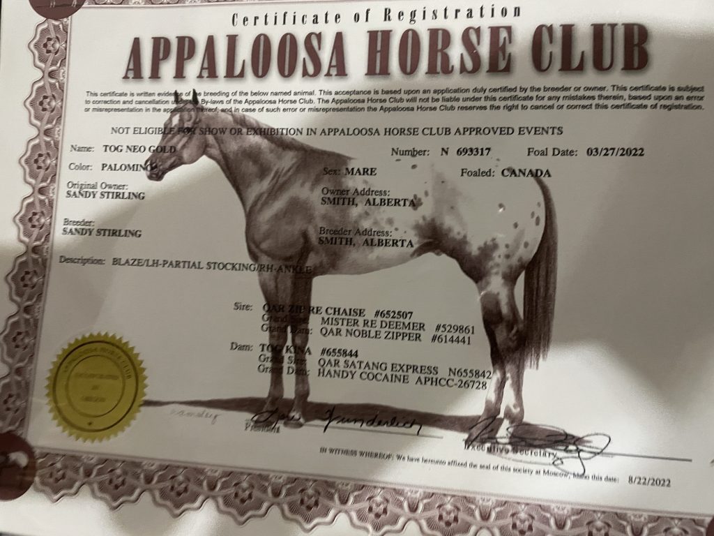 Performance Horses for Sale in BC – HYLEE TRAINING